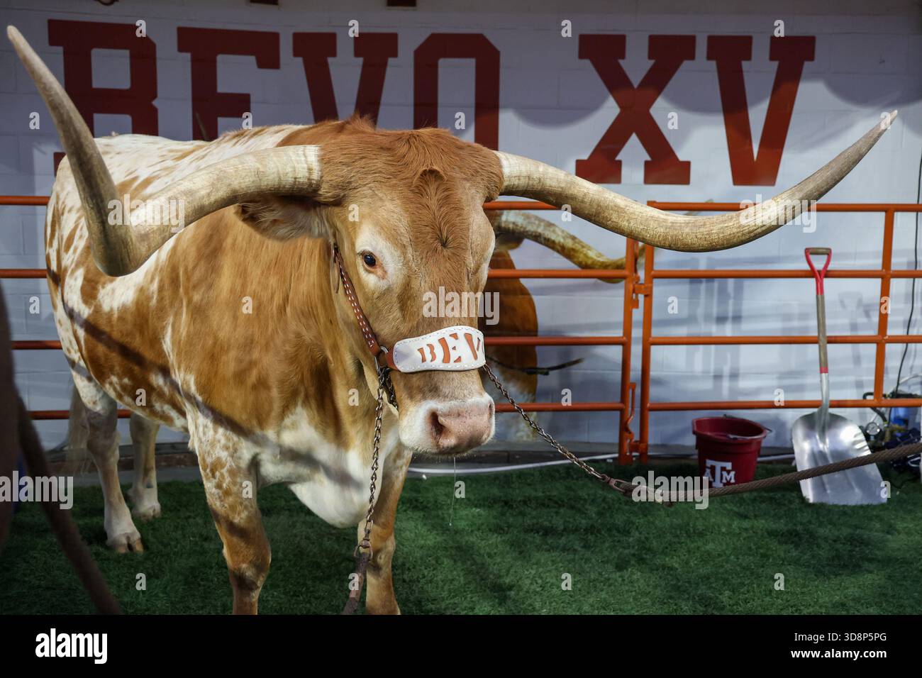 AUSTIN, TX - NOVEMBER 28: Bevo stands in his field side pen with a ...