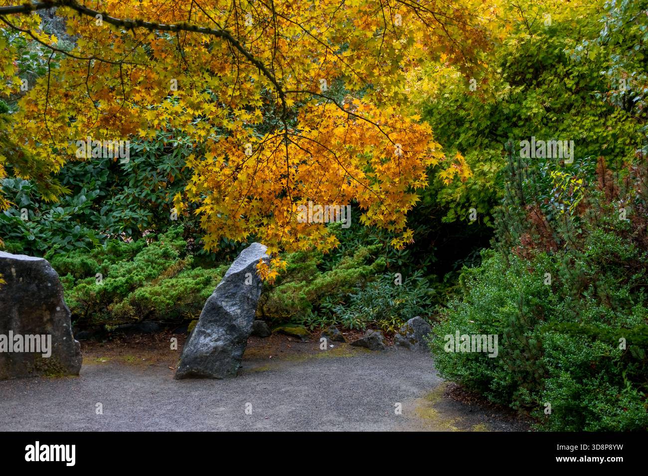 Brilliant Japanese maple foliage in Kubota Garden in Seattle Stock ...