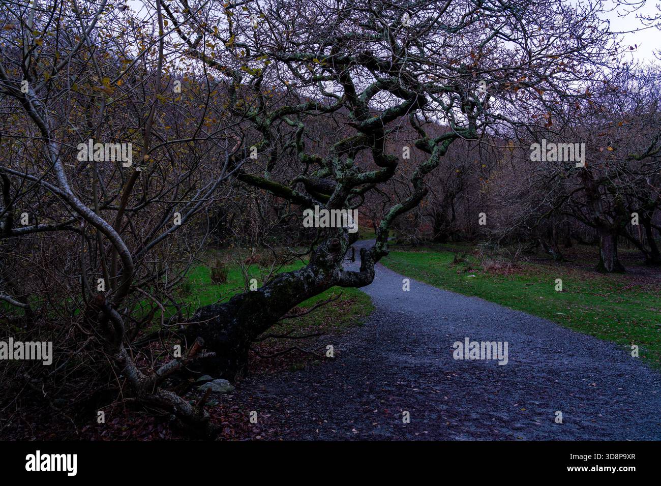 Winding growth pattern hi-res stock photography and images - Alamy