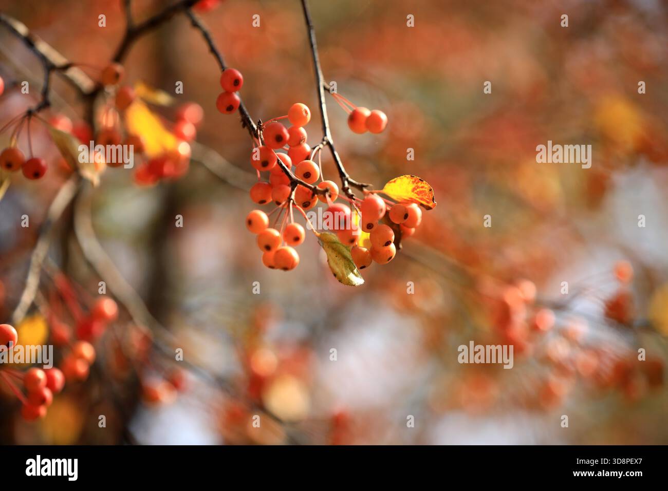 Crab apples are in the tree in Huai'an City, east China's Jiangsu ...