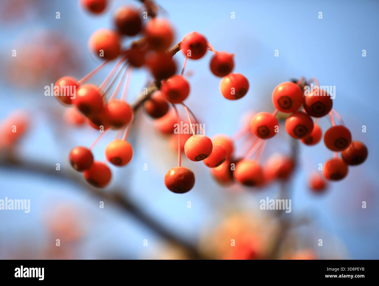 Crab apples are in the tree in Huai'an City, east China's Jiangsu ...