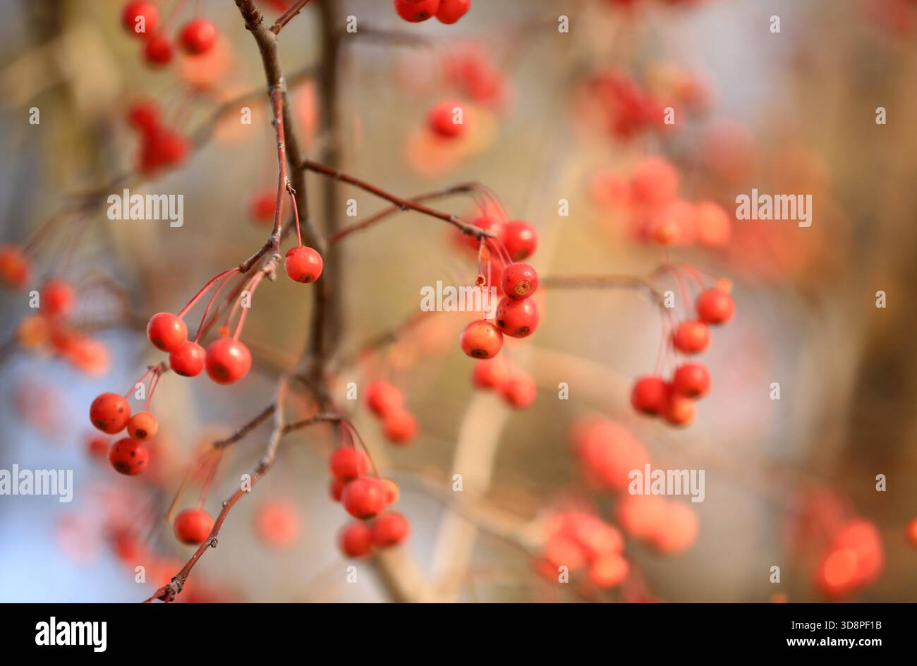 Crab apples are in the tree in Huai'an City, east China's Jiangsu ...
