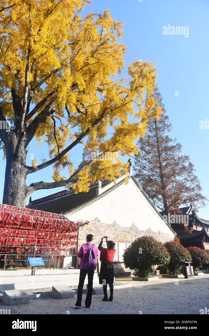 An ancient ginkgo tree at Zhaoqing Temple attracts people in Lu'an City ...