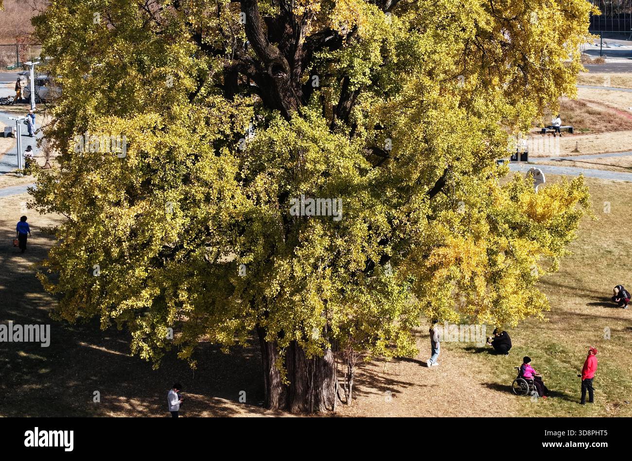 An ancient ginkgo tree attracts people in Shoujiang Village, Hangzhou ...