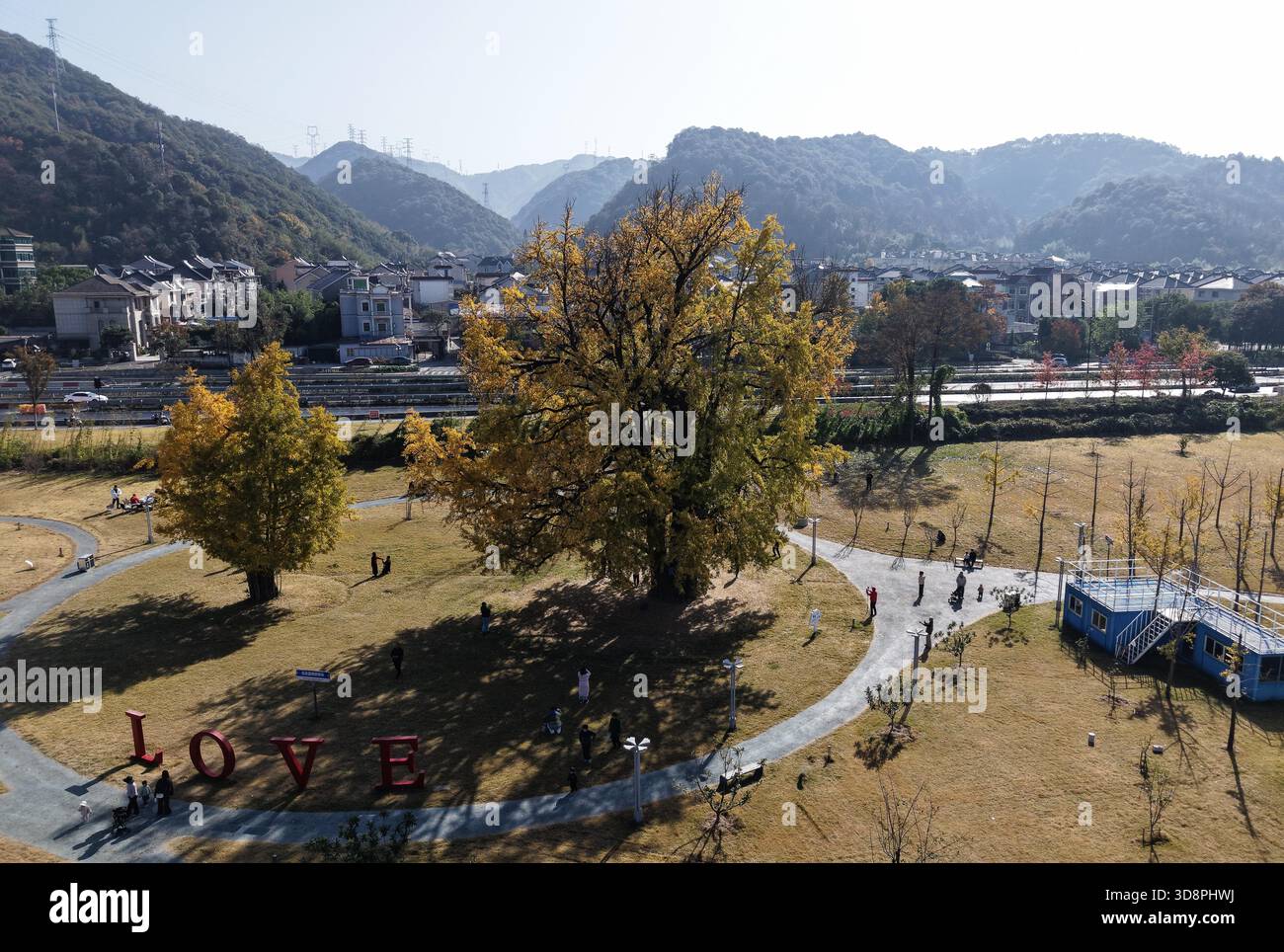 An ancient ginkgo tree attracts people in Shoujiang Village, Hangzhou ...