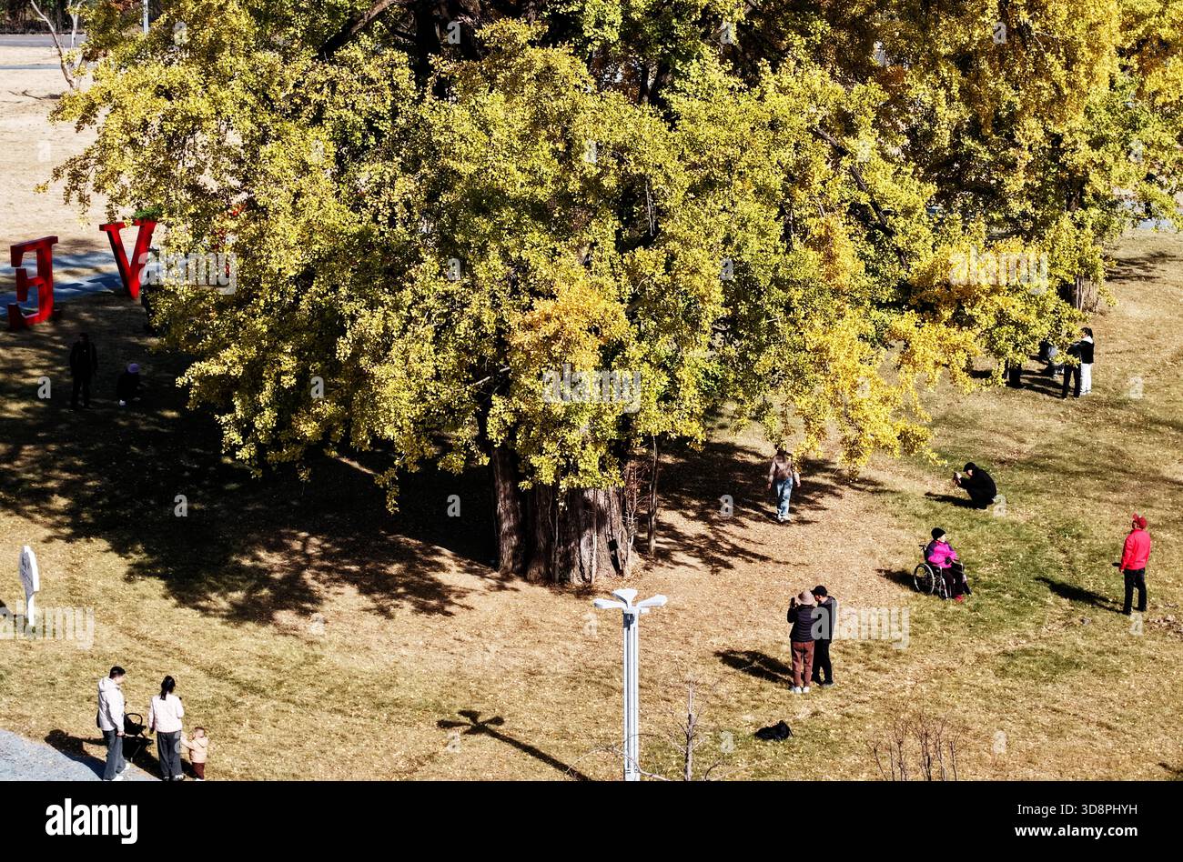 An ancient ginkgo tree attracts people in Shoujiang Village, Hangzhou ...