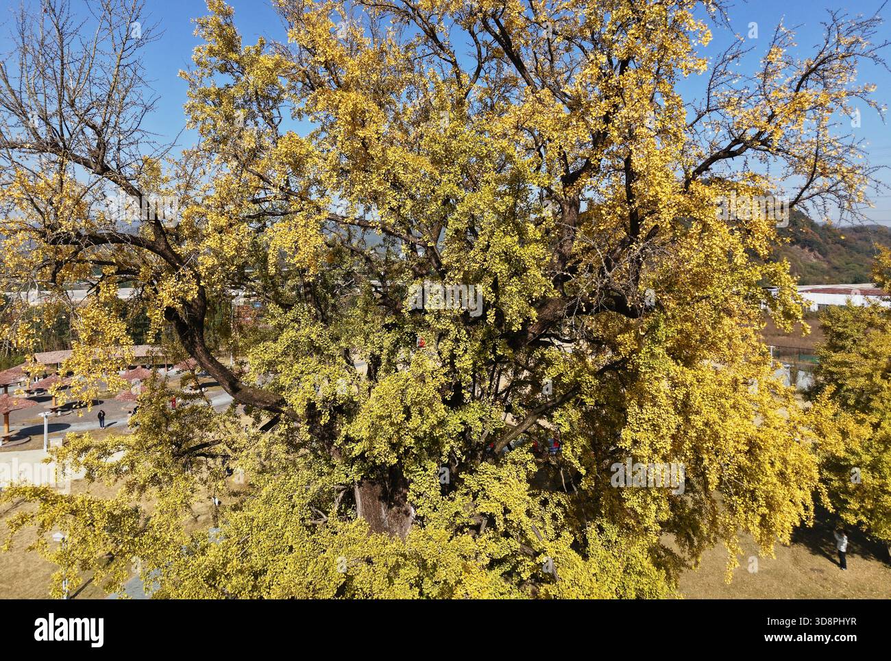 An ancient ginkgo tree attracts people in Shoujiang Village, Hangzhou ...