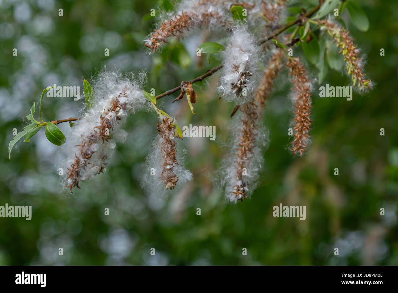 Soft fluffy catkins hang from Salix alba branches swaying gently by the ...