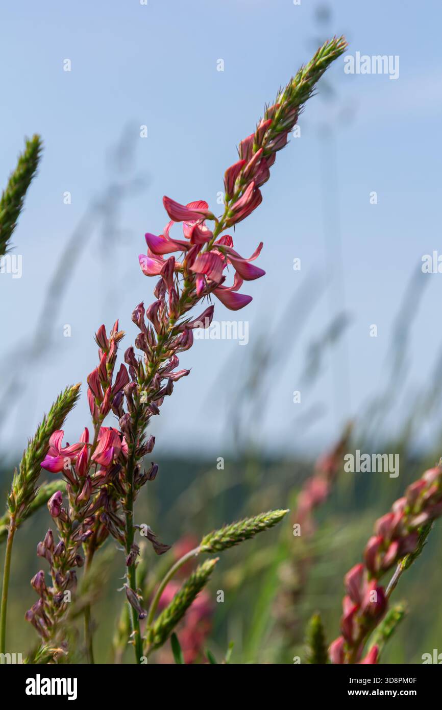 Tall flowering plant displays spikes hi-res stock photography and ...