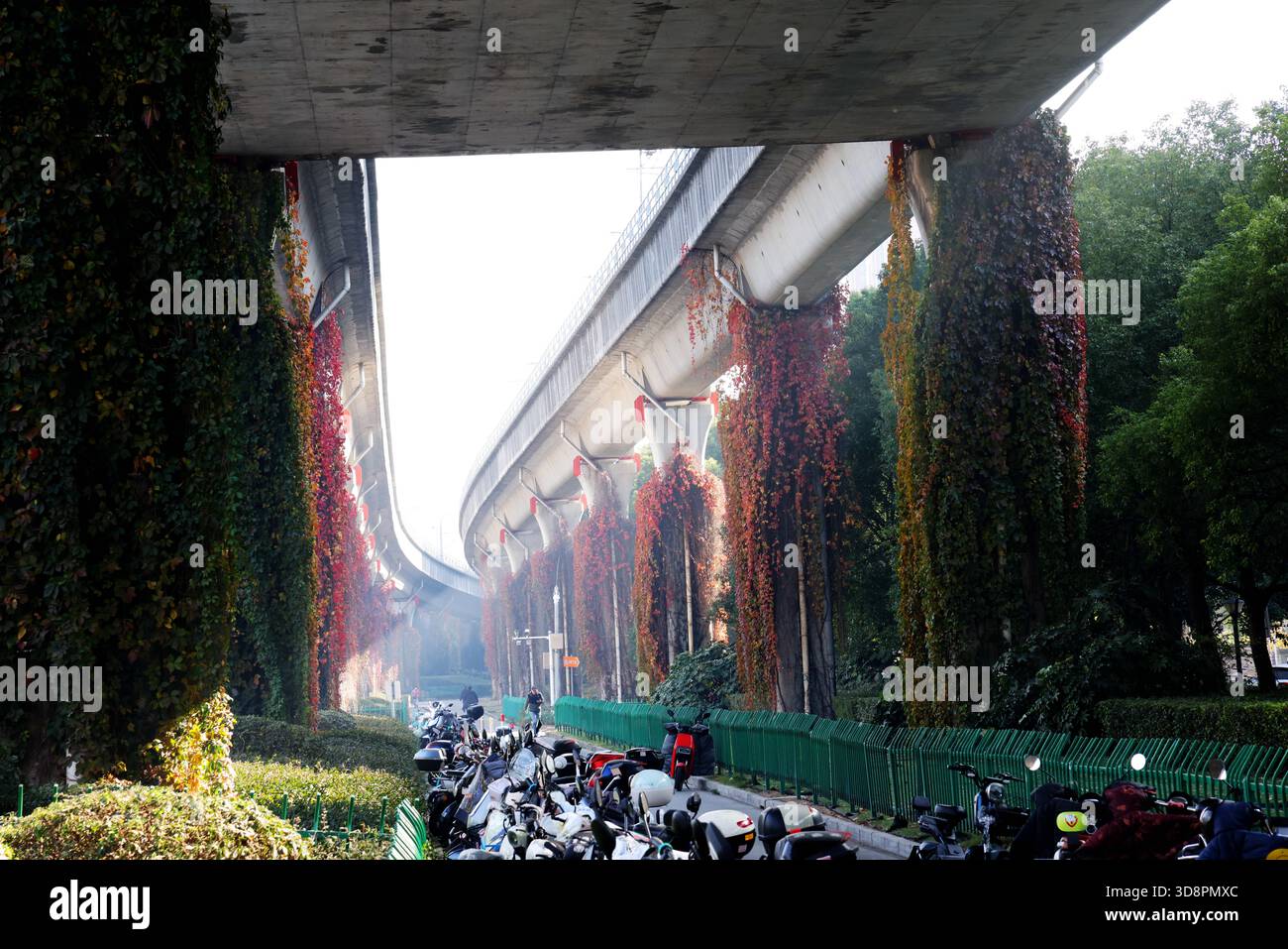 The elevated bridge is covered with Virginia creepers in Shanghai ...