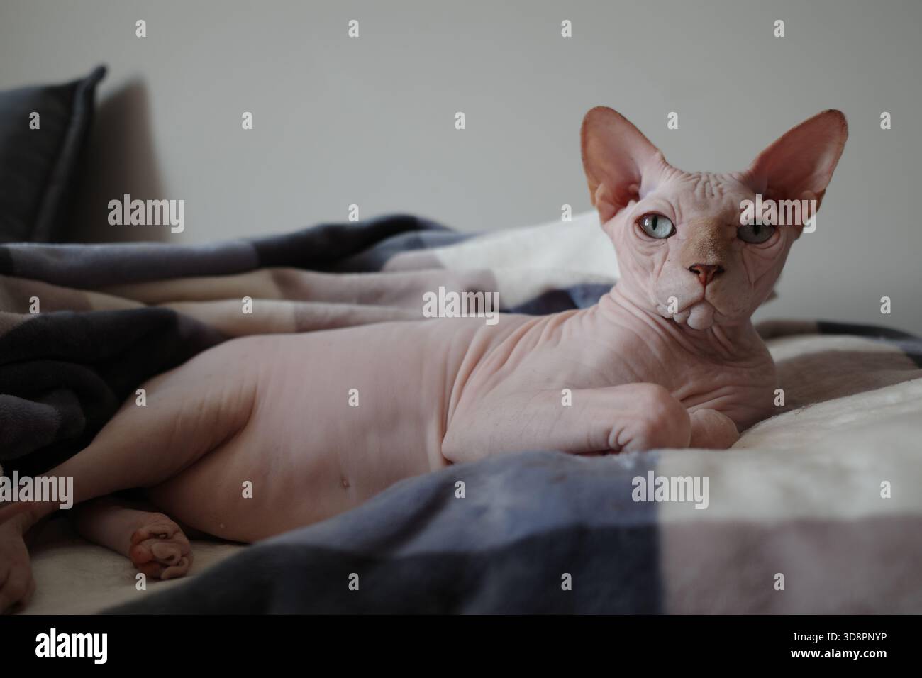 Blue-Eyed Hairless Canadian Sphynx Cat Stock Photo - Alamy