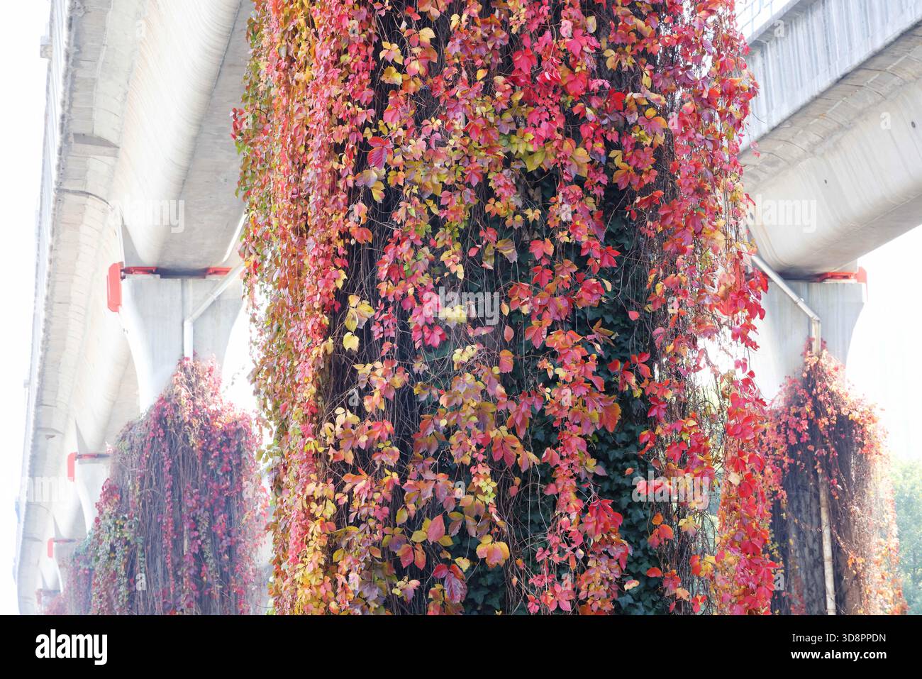 The elevated bridge is covered with Virginia creepers in Shanghai ...