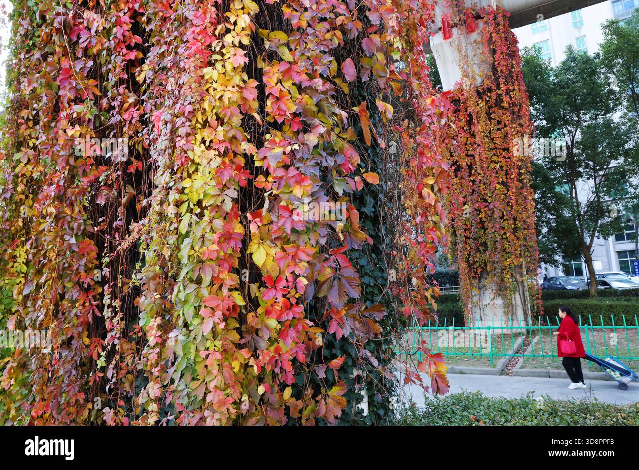 The elevated bridge is covered with Virginia creepers in Shanghai ...