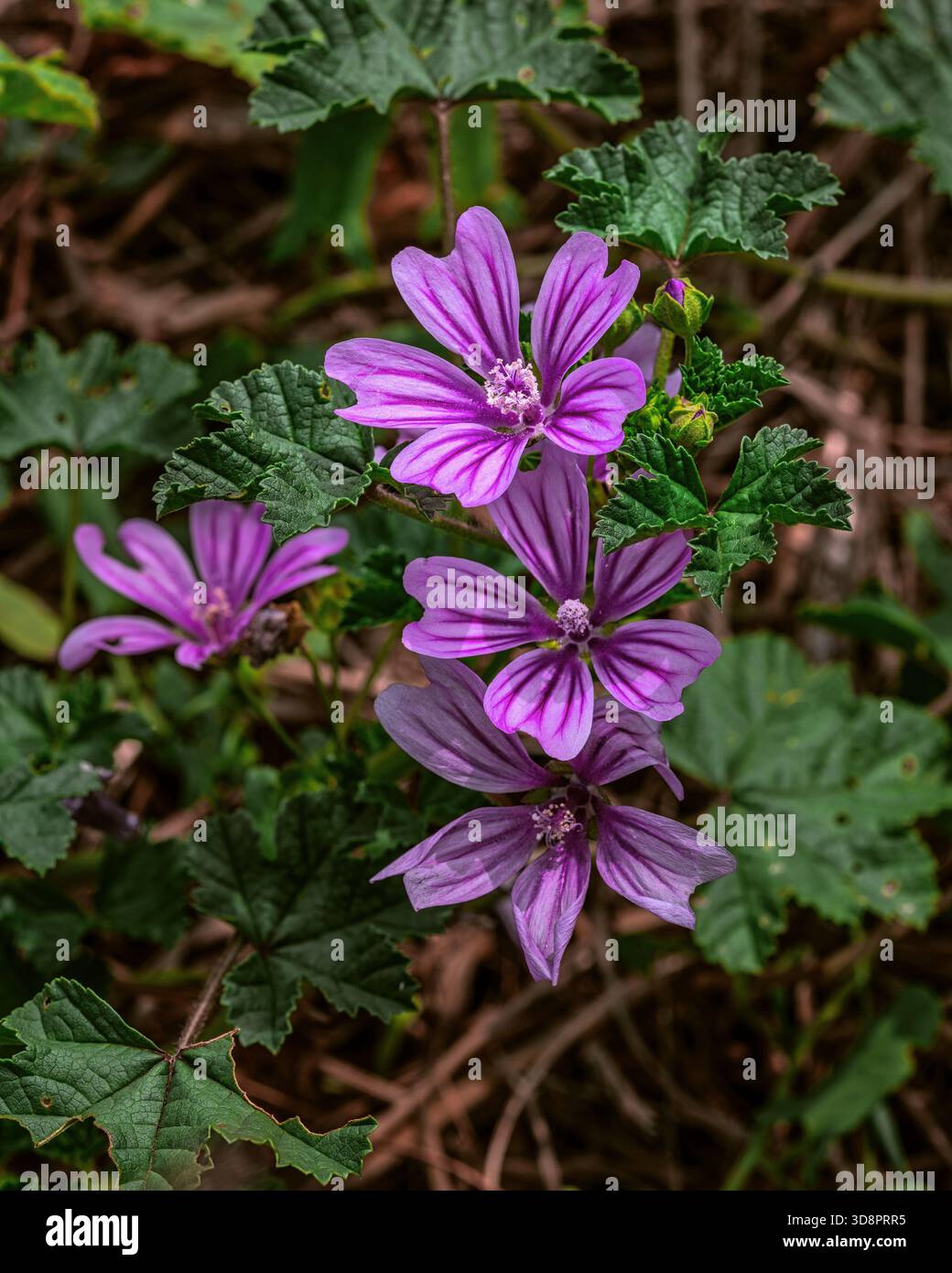 Wild mallow, Malva sylvestris, blooms with purple petals. A symbol of ...
