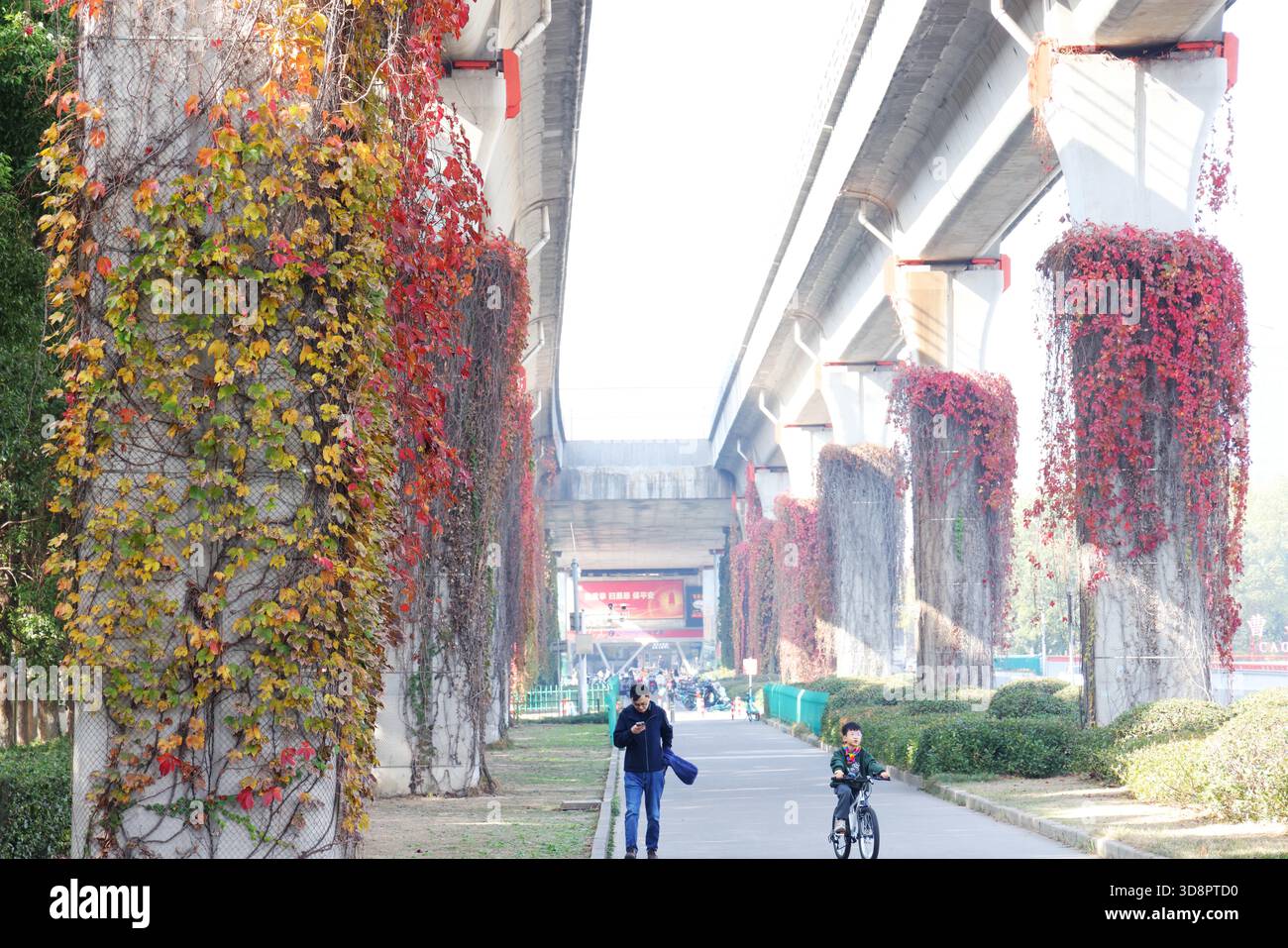 The elevated bridge is covered with Virginia creepers in Shanghai ...