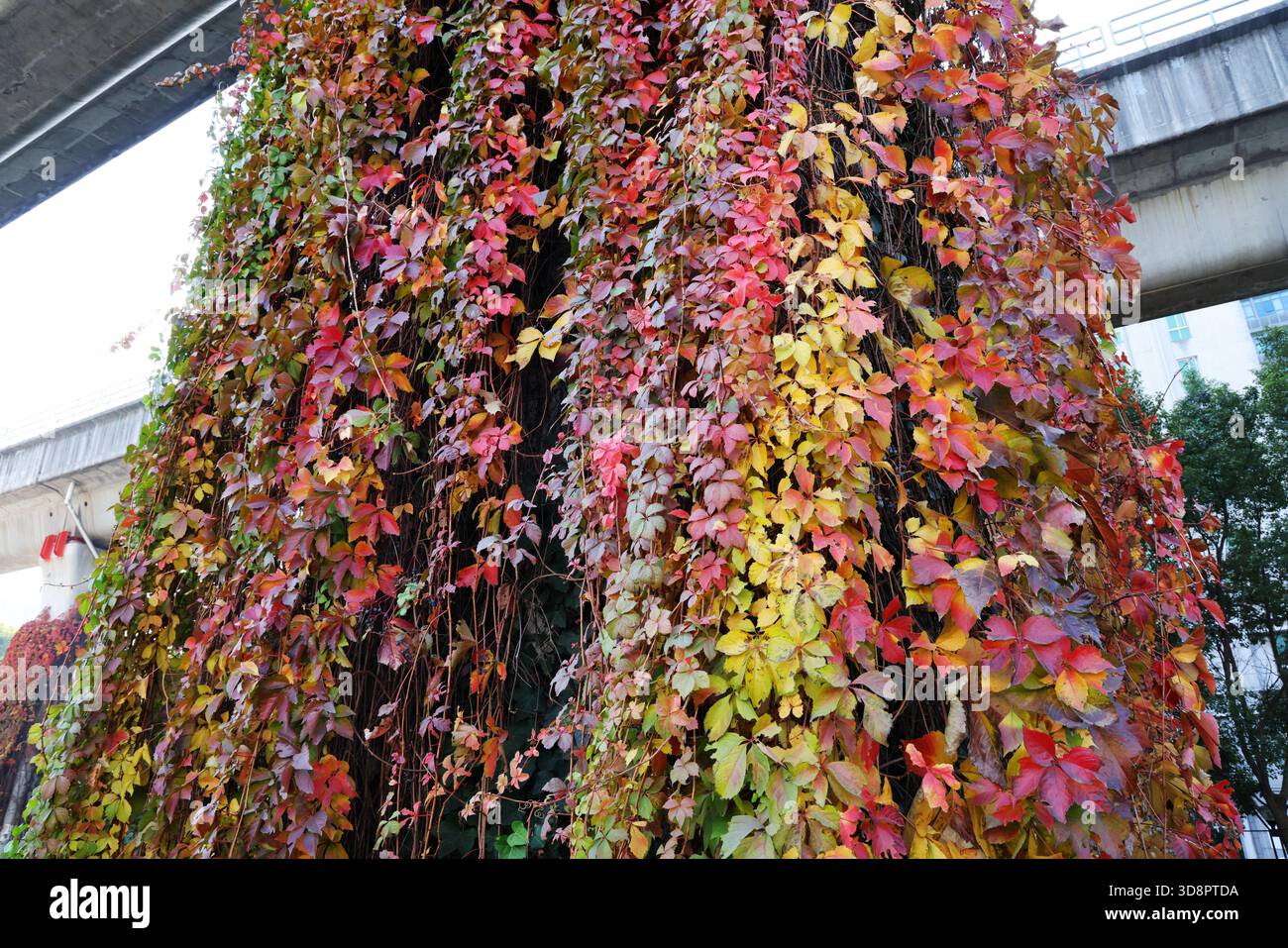 The elevated bridge is covered with Virginia creepers in Shanghai ...