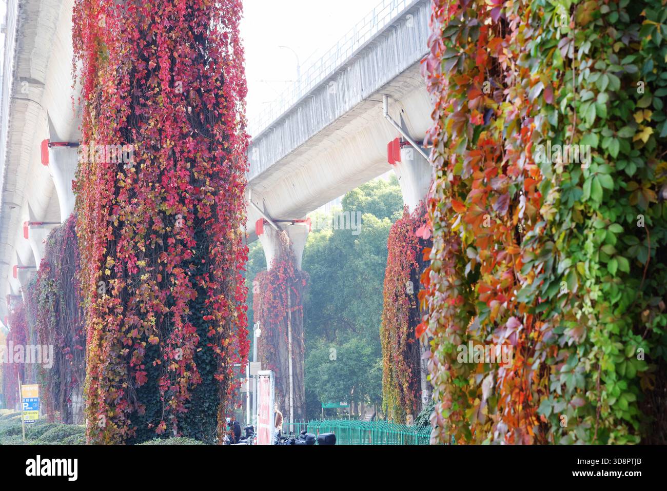 The elevated bridge is covered with Virginia creepers in Shanghai ...