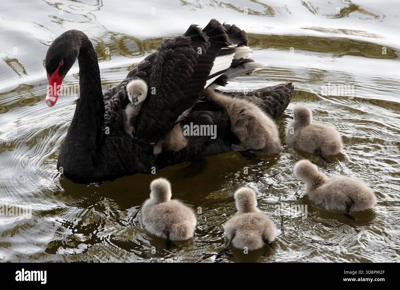 Six baby swans and their black swan parents paddle on a pond at the Old ...