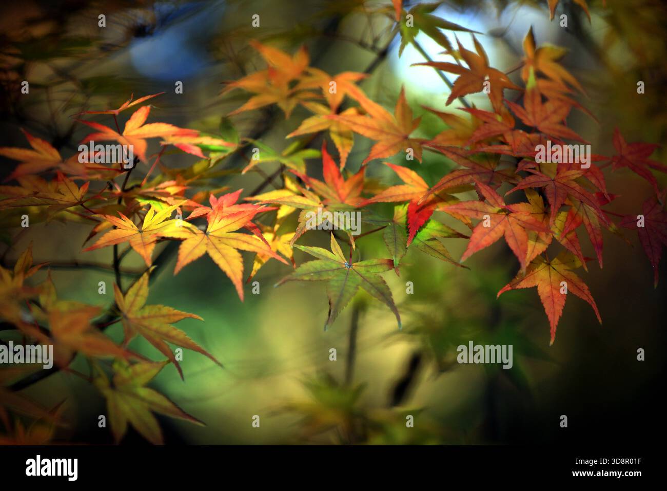 Japanese maple trees in Huai'an City, east China's Jiangsu Province, 30 ...