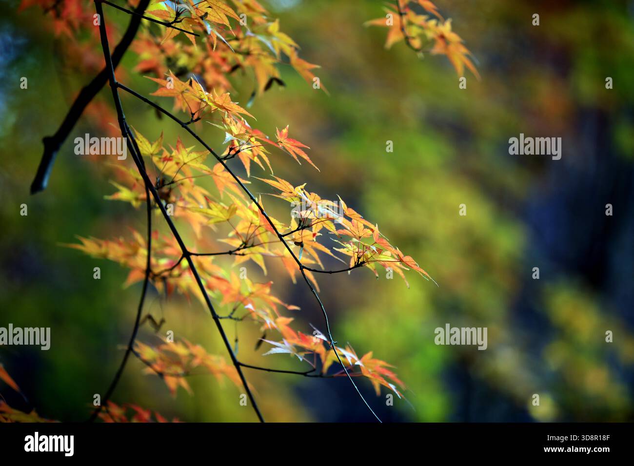 Japanese maple trees in Huai'an City, east China's Jiangsu Province, 30 ...