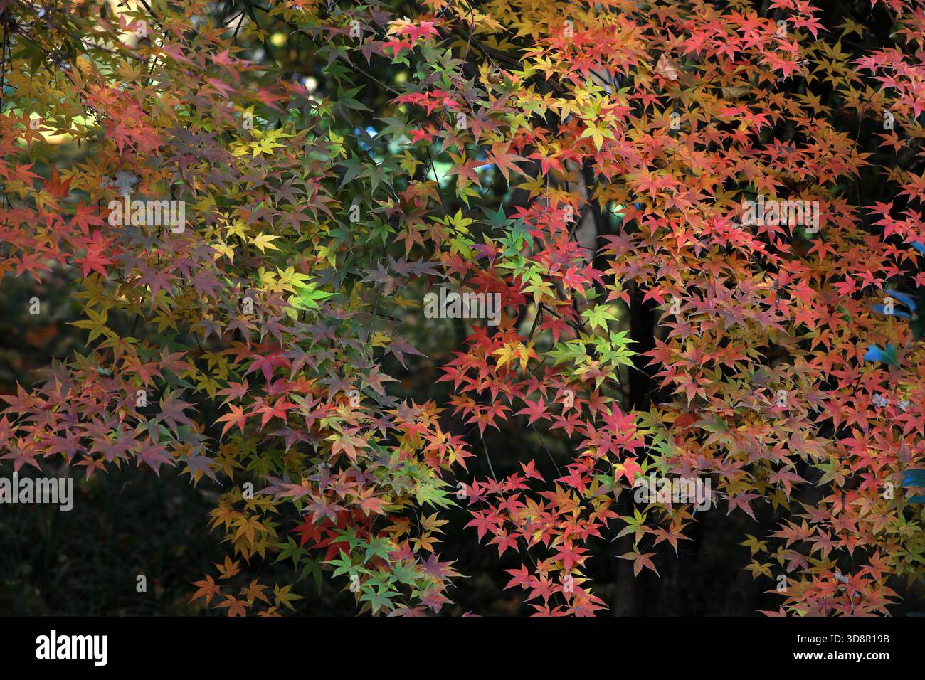 Japanese maple trees in Huai'an City, east China's Jiangsu Province, 30 ...