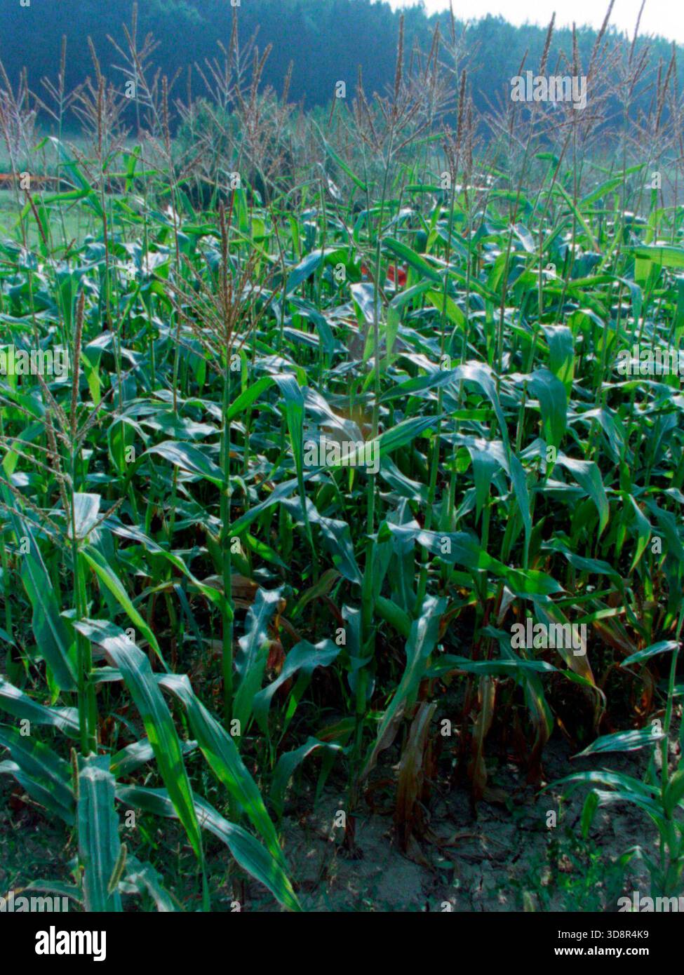 a corn field or maize field in agricultural cultivation and production ...