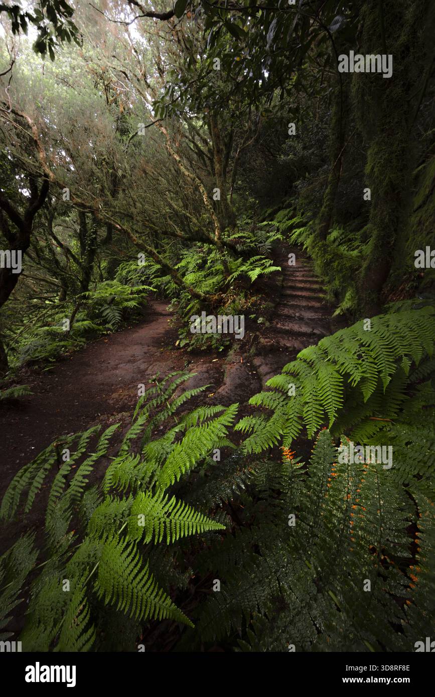 Immersive botany hi-res stock photography and images - Alamy