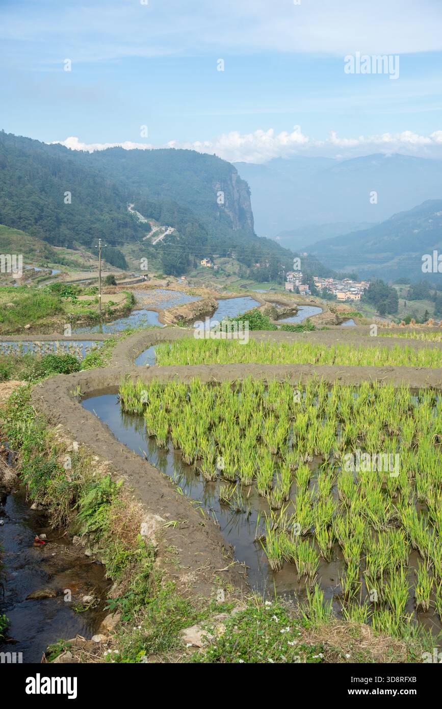 paddy fields after harvest at famous rice terraces ion Yuangyang in ...