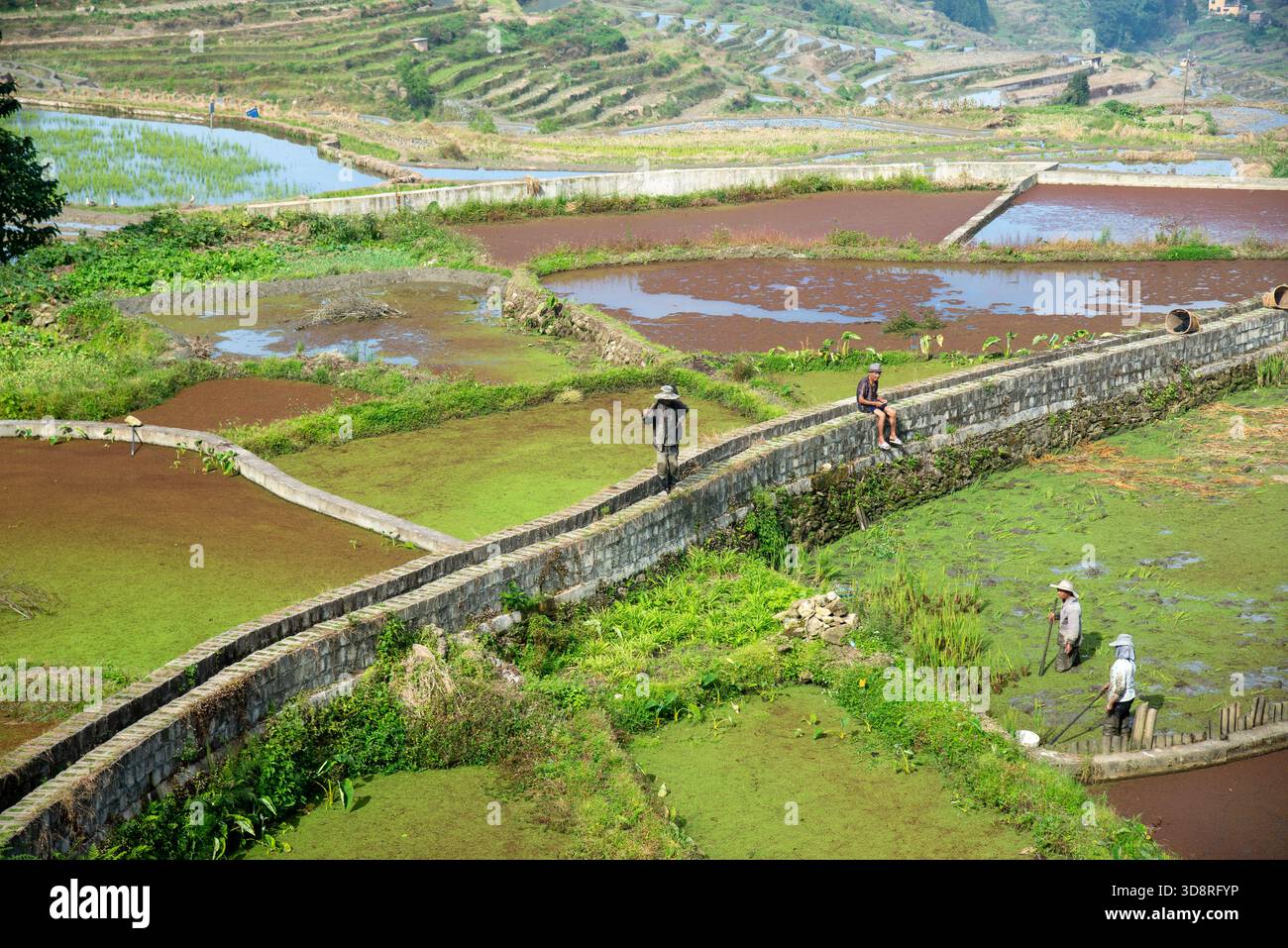 people working at the paddy fields after harvest at famous rice ...