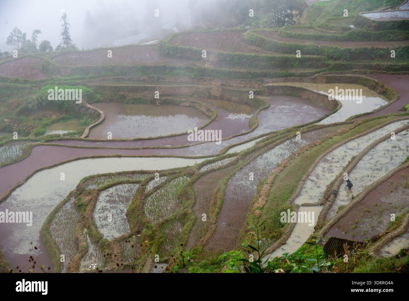 view at famous rice terraces of Yuangyang in Yunnan, China Stock Photo ...