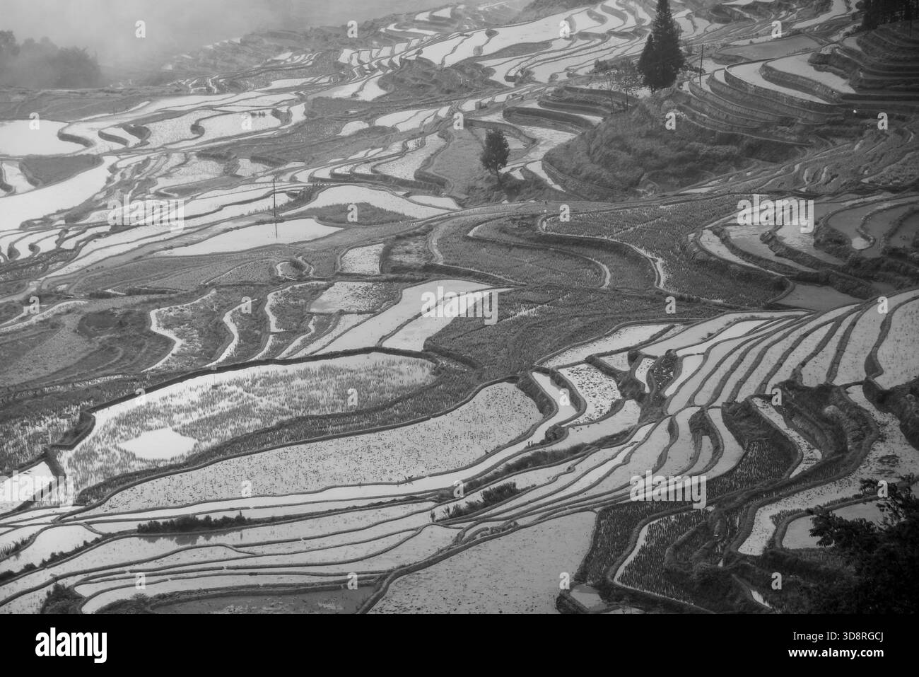 black and white view at famous rice terraces of Yuangyang in Yunnan ...