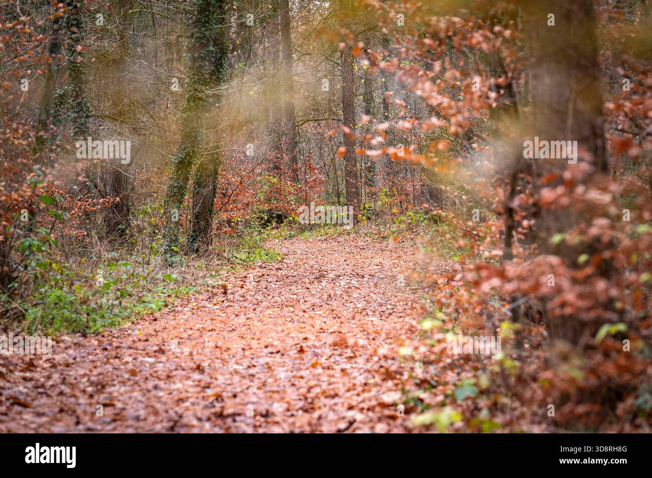 Strukturreicher Waldboden in einem mitteleuropäischen Mischwald ...