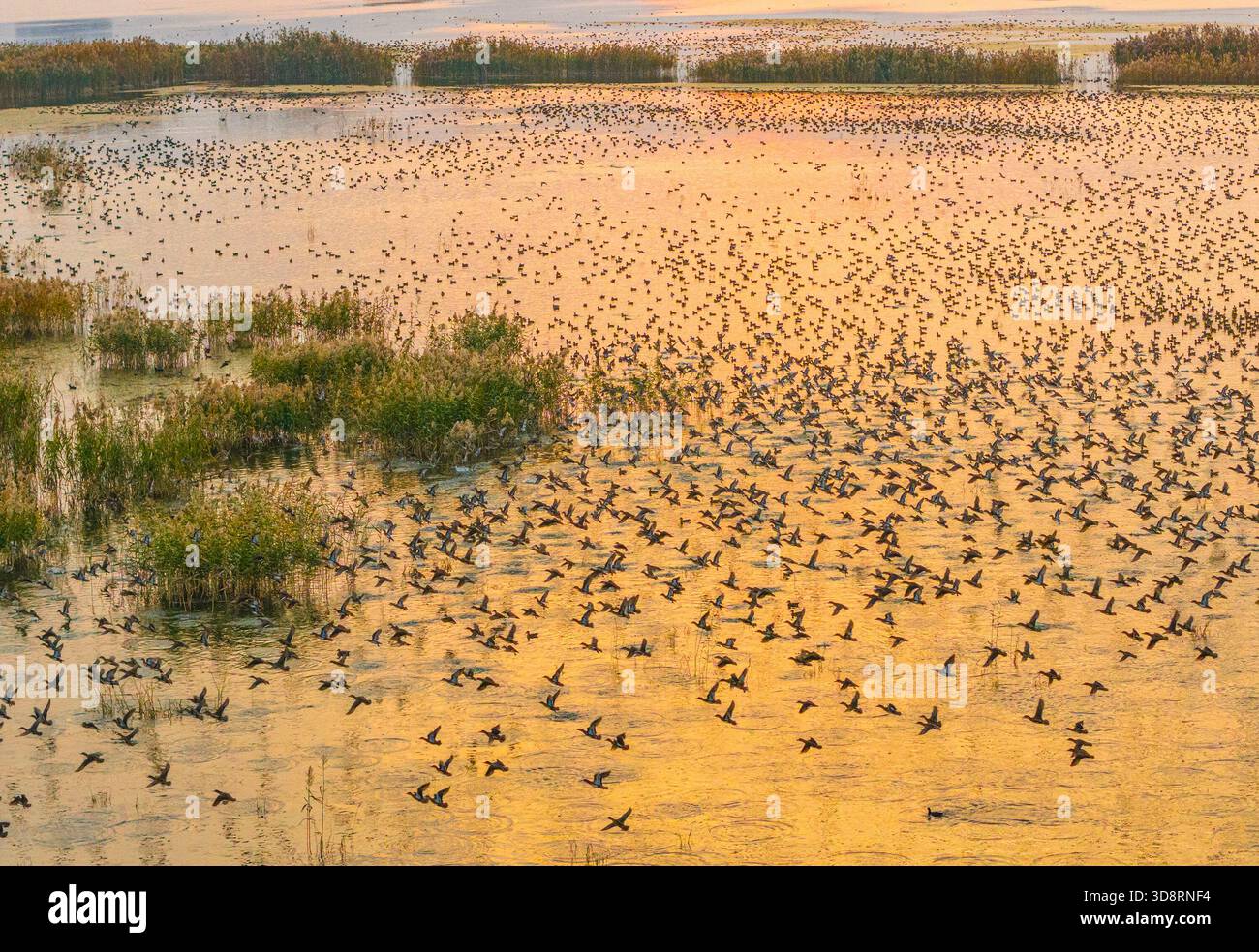 SUQIAN, CHINA - DECEMBER 1, 2025 - A large number of migratory birds ...