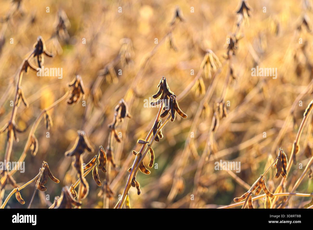 closeup mature soybean pods and stems, dry curled leaves, tactile pod ...