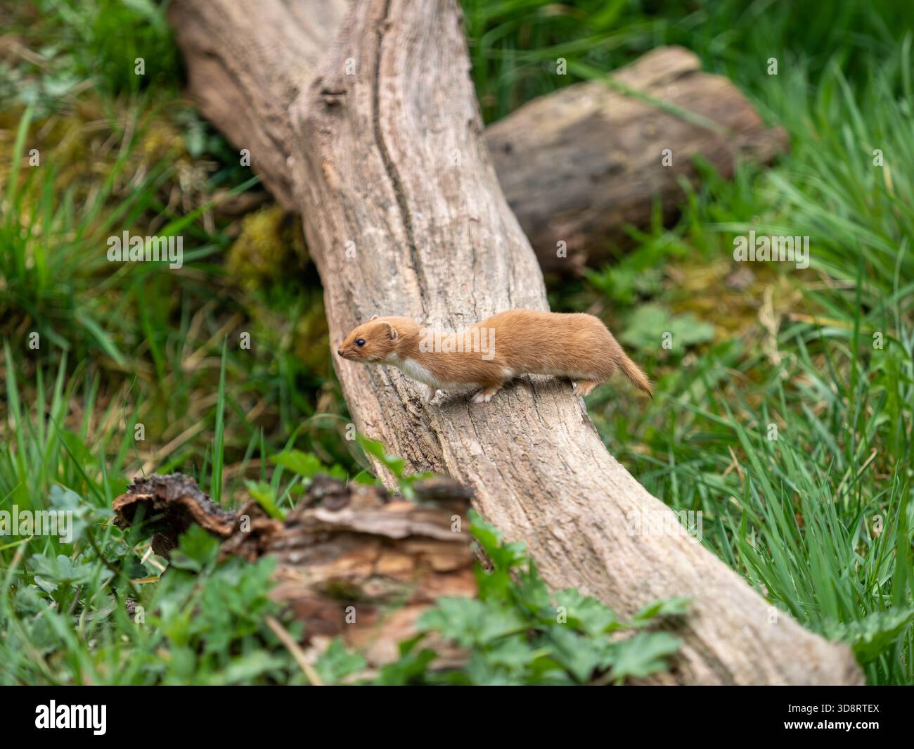 A Weasel Jumping a Log Stock Photo - Alamy