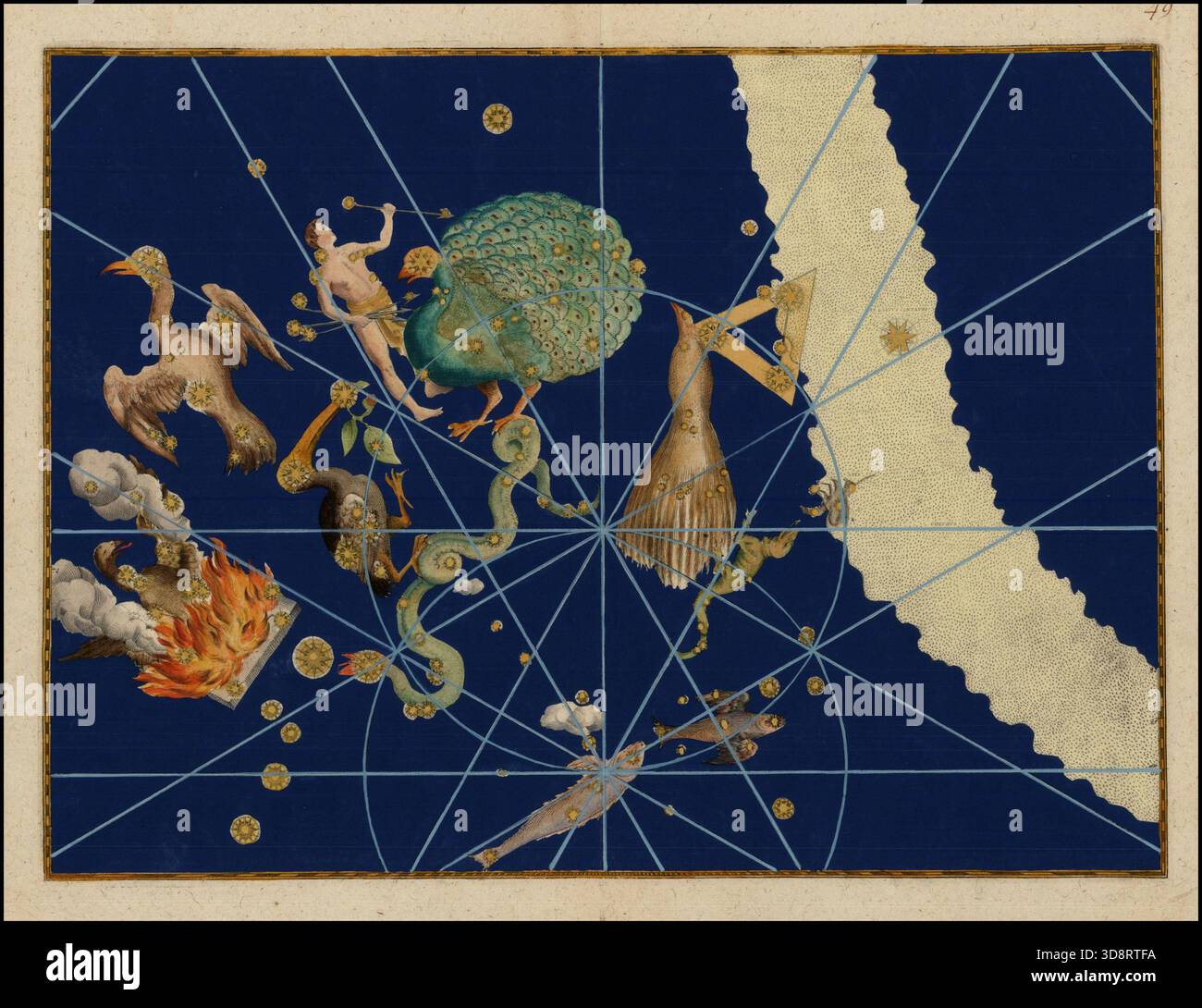 Striking full color example of John Bayer's celestial chart of Pavo ...