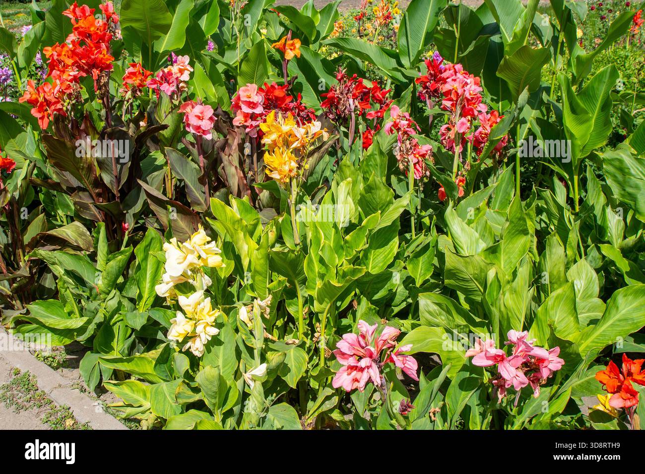 Different canna varieties hi-res stock photography and images - Alamy