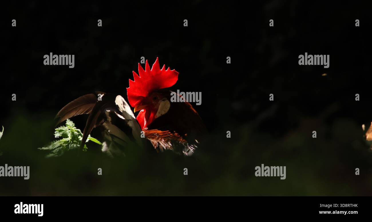 Cockerel plume rooster poultry hi-res stock photography and images - Alamy