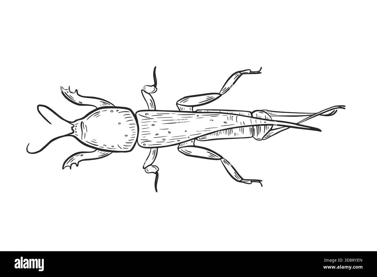 Underground beetle Stock Vector Images - Alamy