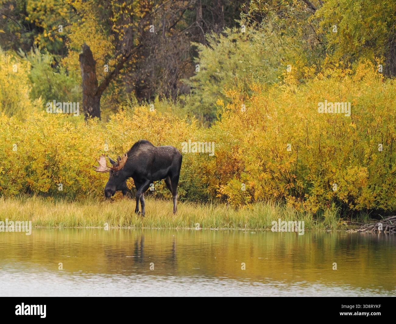 Bull moose foraging on hi-res stock photography and images - Alamy