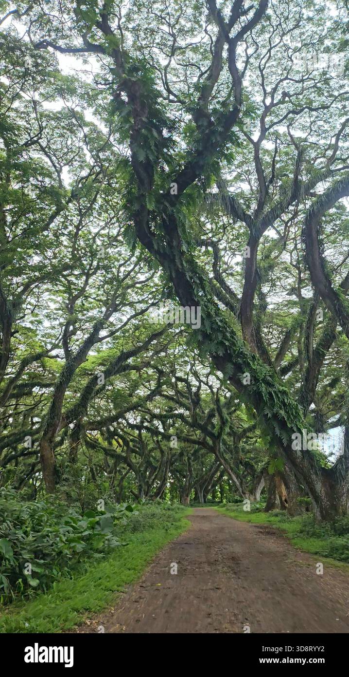 Path through dense vegetation hi-res stock photography and images - Alamy