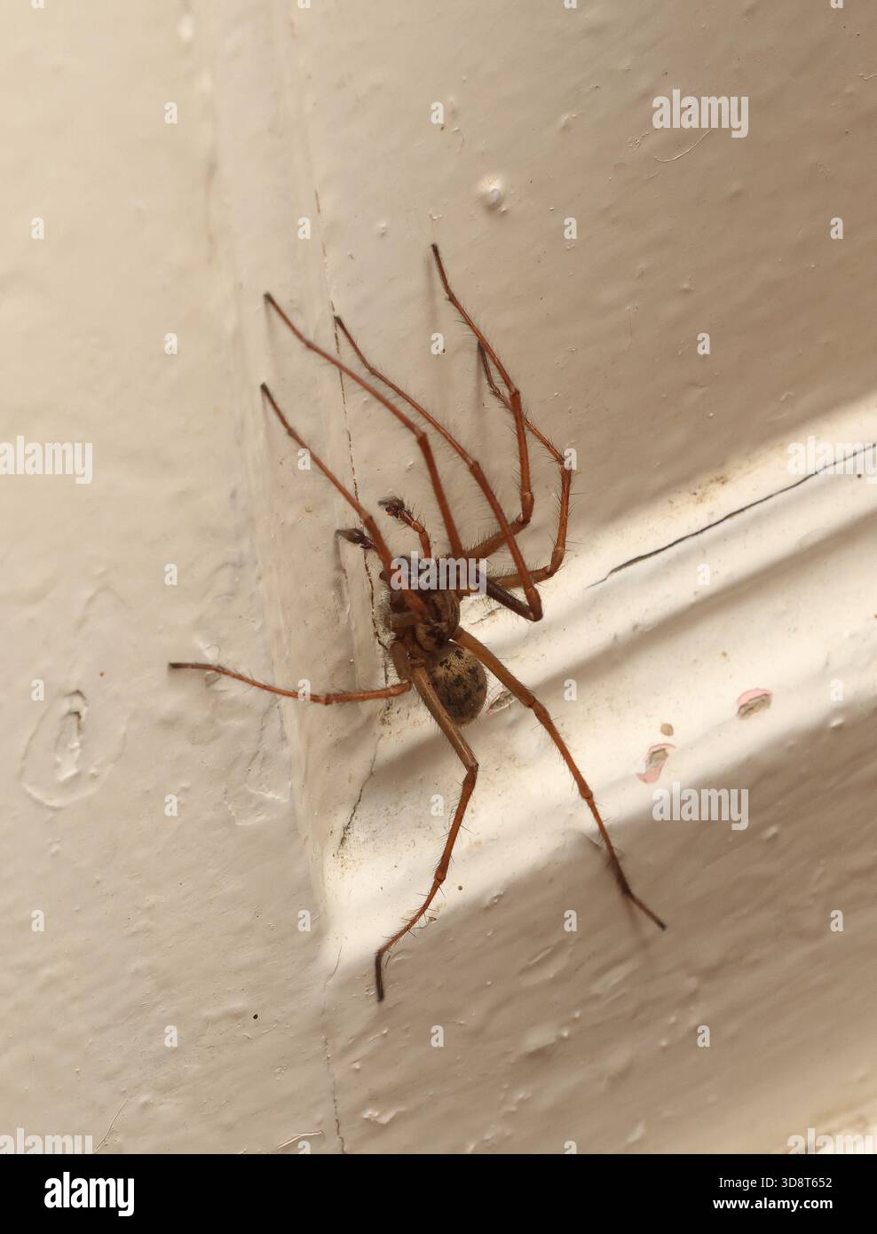 Giant House Spider Stock Photo - Alamy