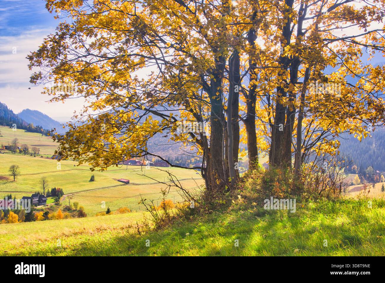 Cluster of trees framing hi-res stock photography and images - Alamy