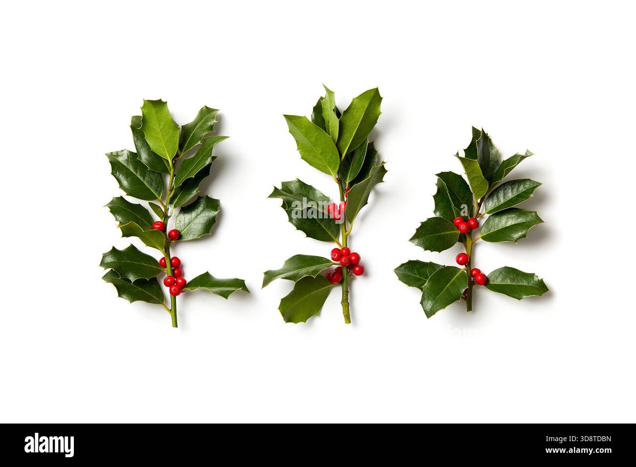 Real, freshly picked holly branches on a white background. Natural ...