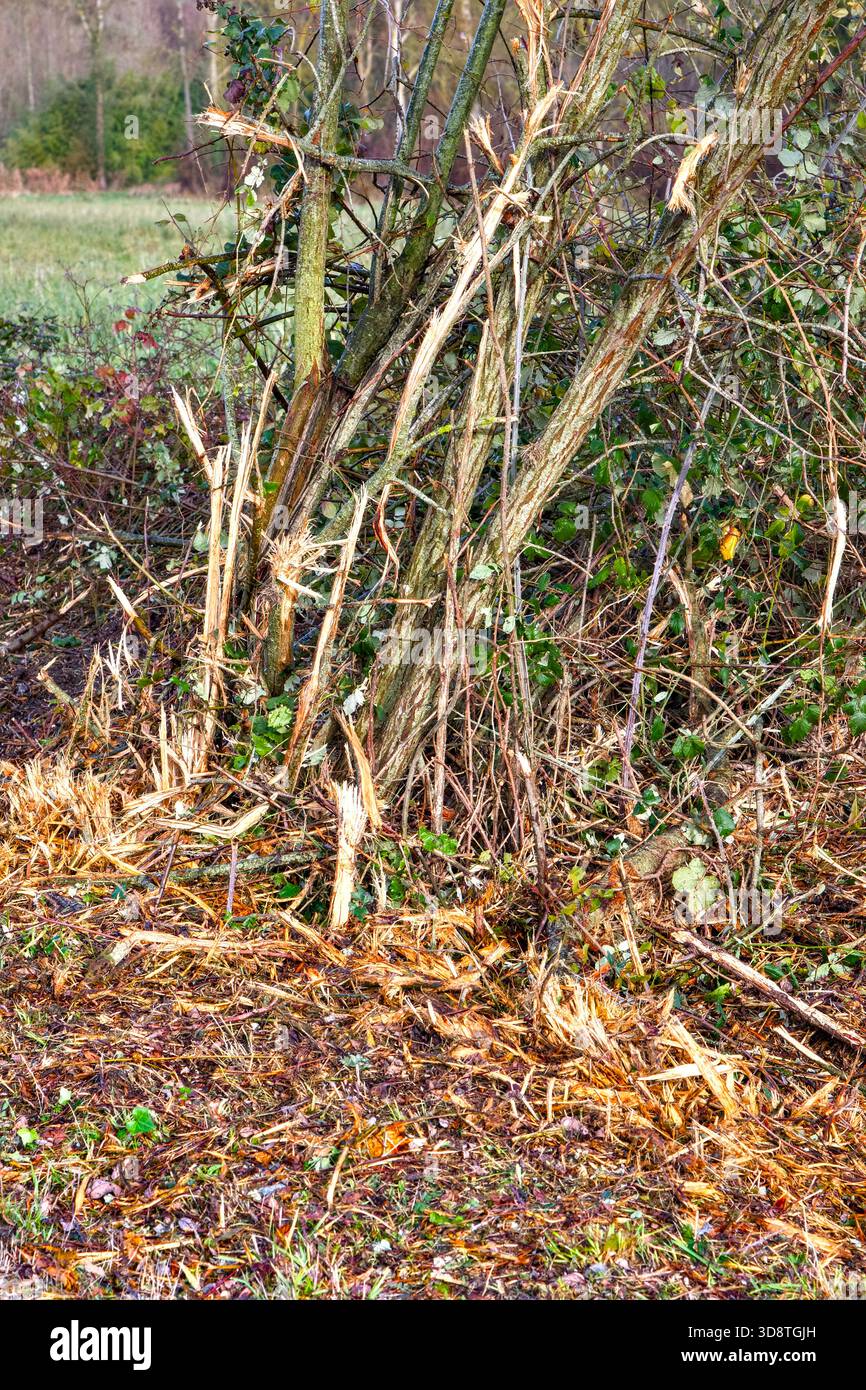 Flailed shrubbery hi-res stock photography and images - Alamy