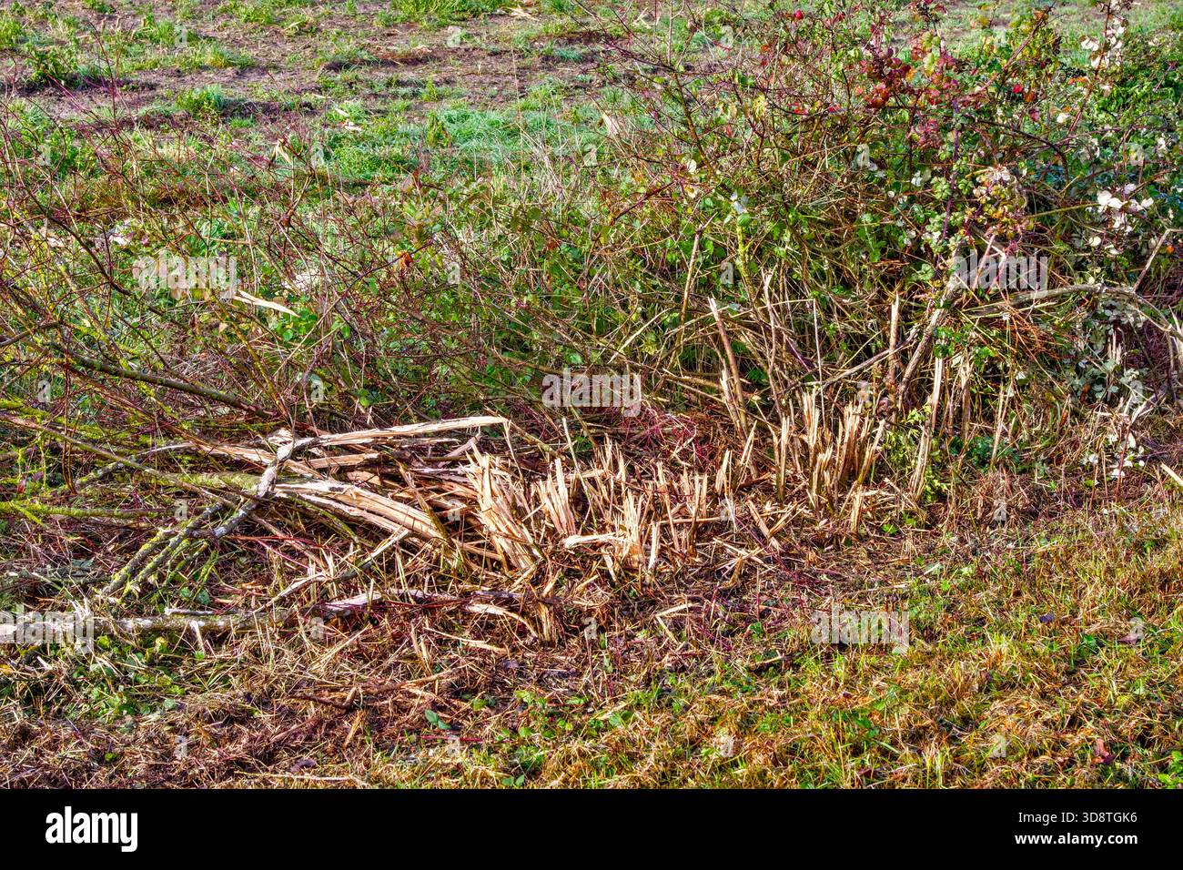 Flailed shrubbery hi-res stock photography and images - Alamy