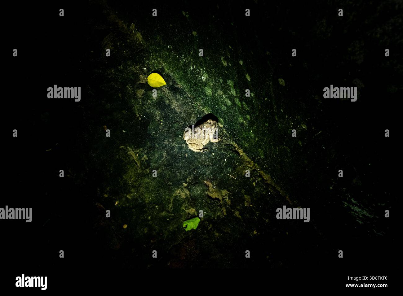 Chad moss hi-res stock photography and images - Alamy