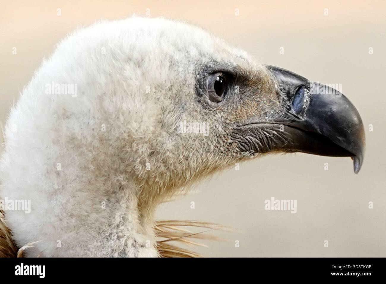 A Rare Himalayan Griffon (vulture), a rare species of bird, is rescued ...