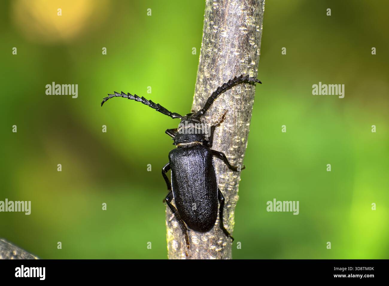 Tanner beetle (Prionus coriarius), large longhorn beetle species ...