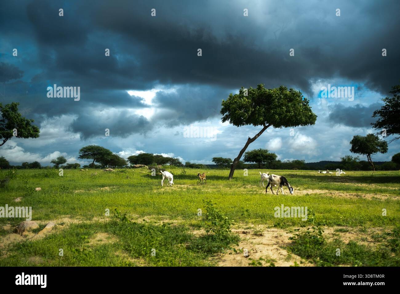 Landscape image of goats grazing on green land under dramatic clouds in ...